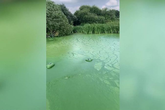 Toxic Blue-green algae blooms emerge on Lough Neagh | BelfastTelegraph ...