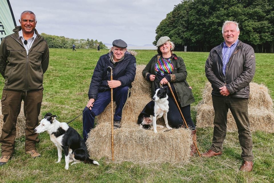 Irish Sheep Herder