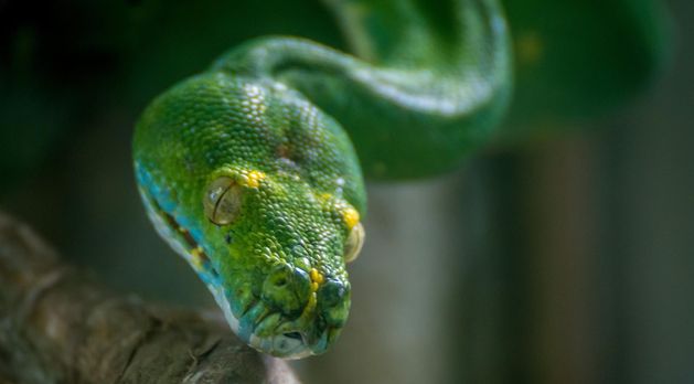 An exciting first for Northern Ireland as reptile show on the way ...