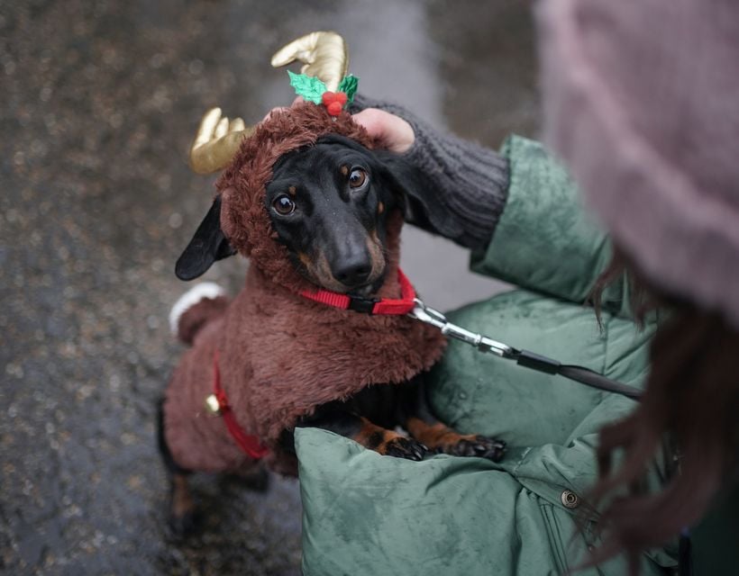In Pictures: Sausage dogs show off festive finery during winter walk ...