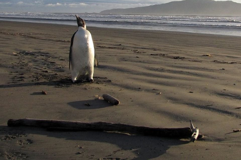Lost penguin lands on wrong beach | BelfastTelegraph.co.uk