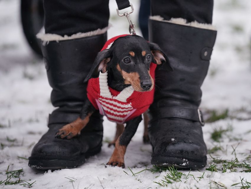 In Pictures: Sausage dogs show off festive finery during winter walk ...