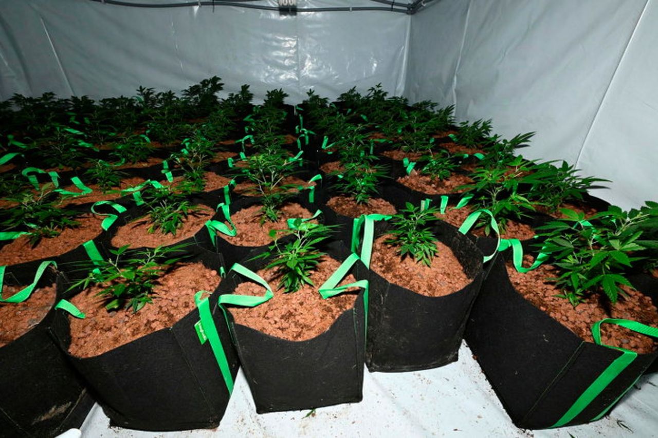 Police seize £125k worth of suspected drugs in ‘significant’ Co Tyrone ...